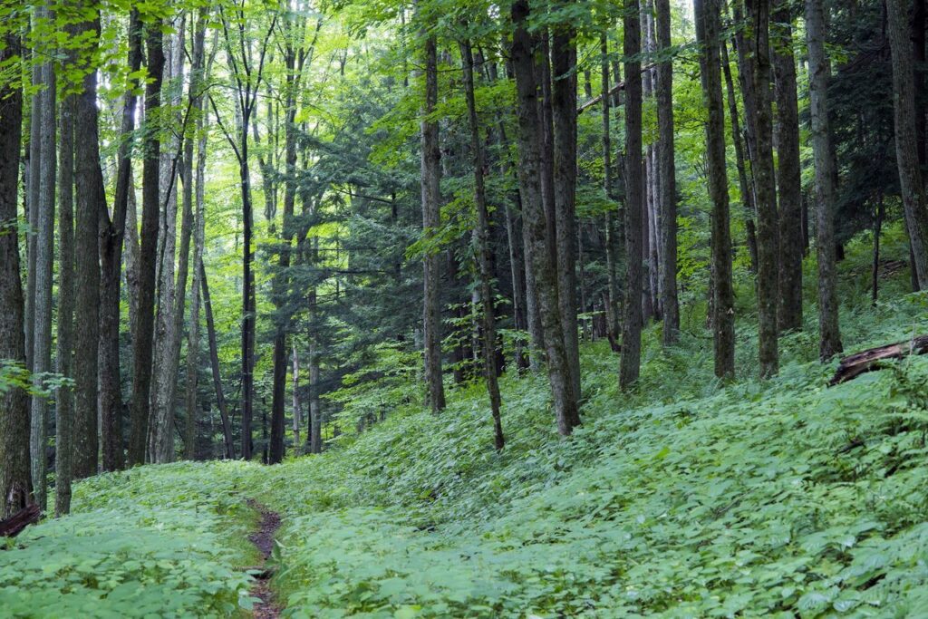 Susquehannock State Forest | Visit Potter-Tioga Pennsylvania