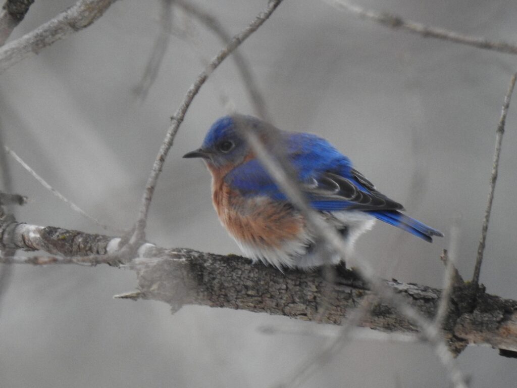 Pennsylvania Songbirds Movie | Visit Potter-Tioga Pennsylvania