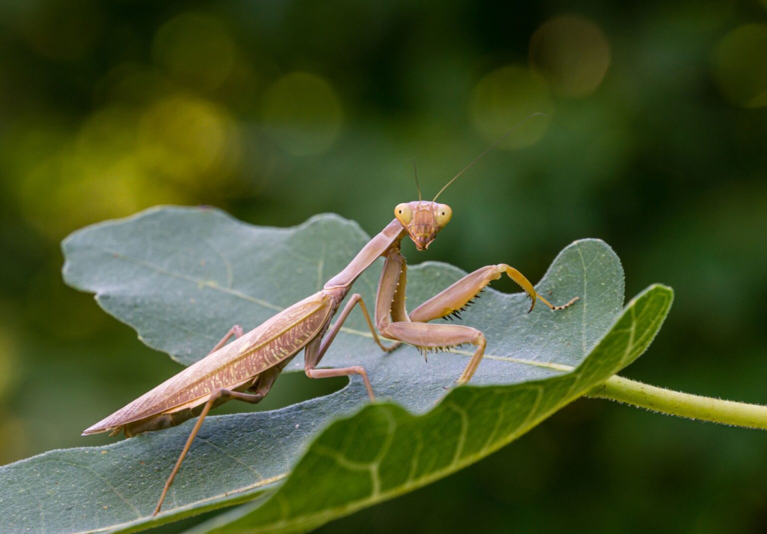 Elementary Entomology: Praying Mantis | Visit Potter-Tioga Pennsylvania