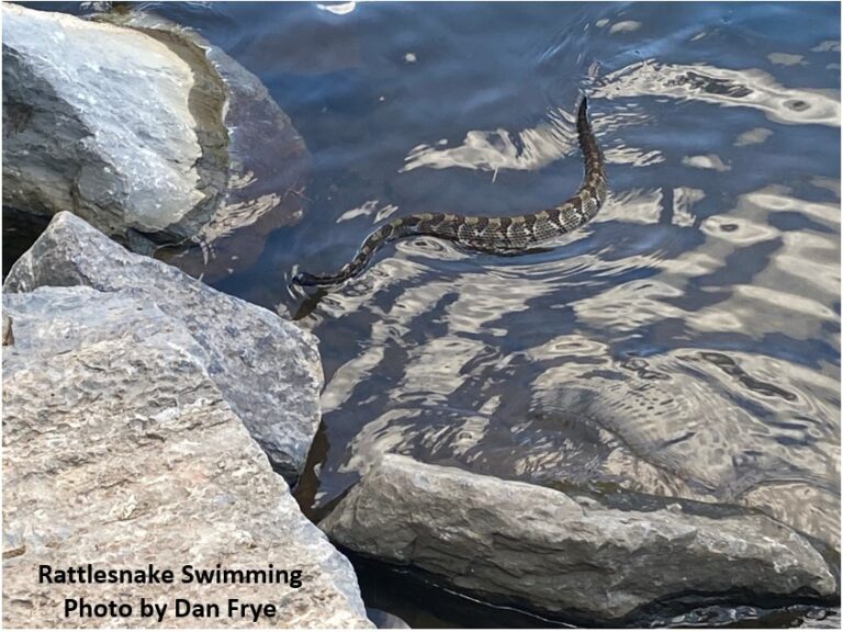 Timber Rattlesnakes: The Secret Behind the Rattle | Visit Potter-Tioga ...