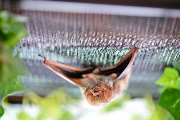 Story & Stroll: Little Red Bat | Visit Potter-Tioga Pennsylvania