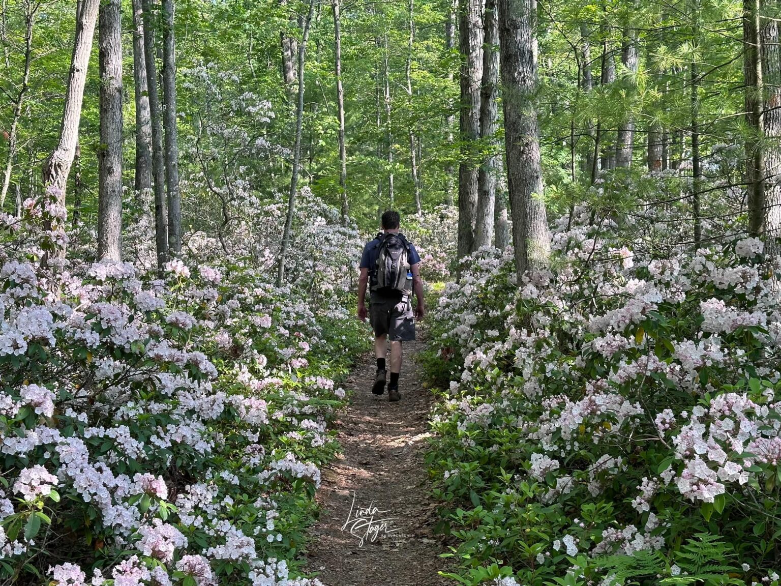 83rd Annual Pennsylvania State Mountain Laurel Festival | Visit Potter ...